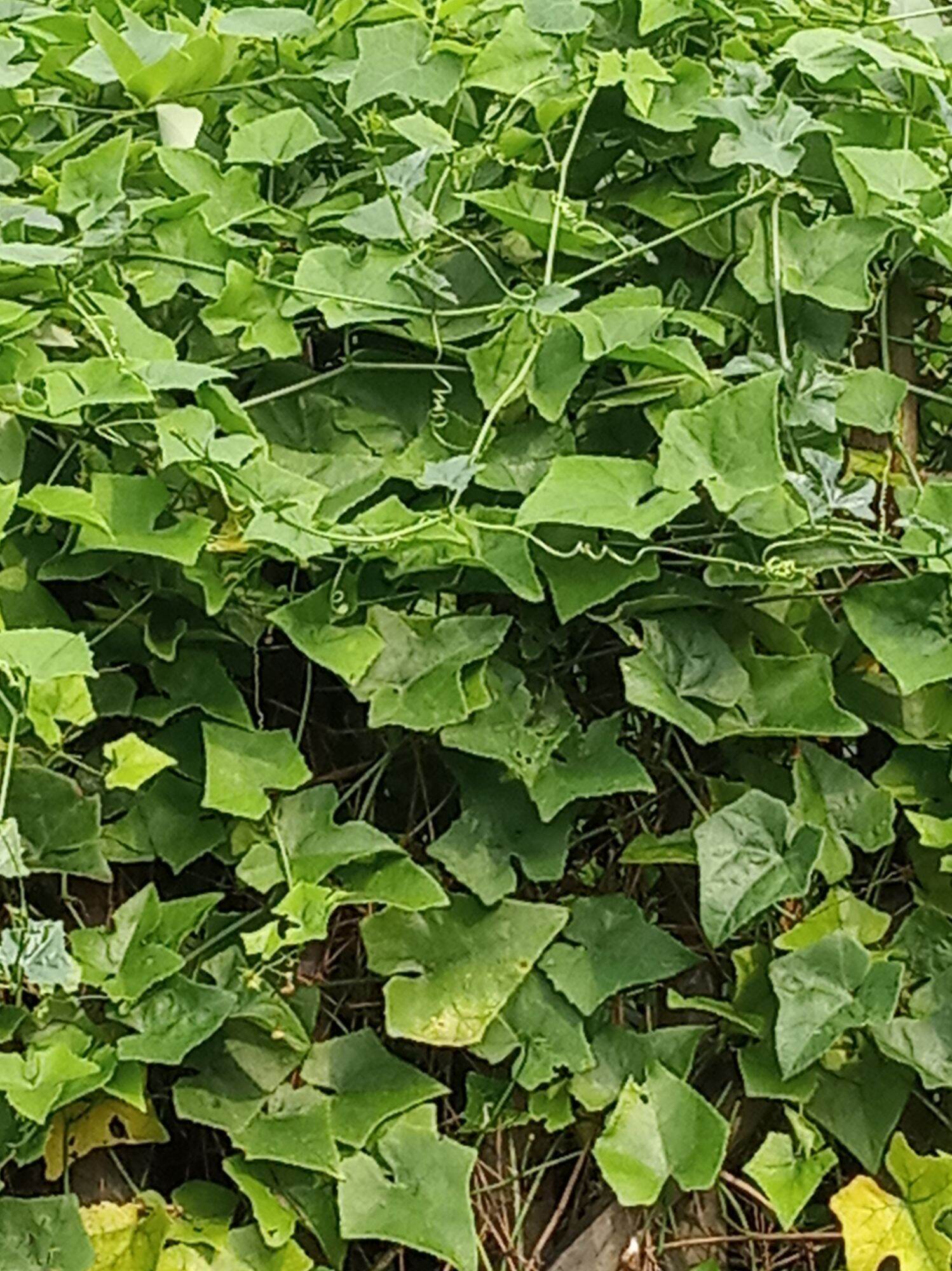 Daun coccinia timun padamg timun mini 100 gr | Lazada Indonesia