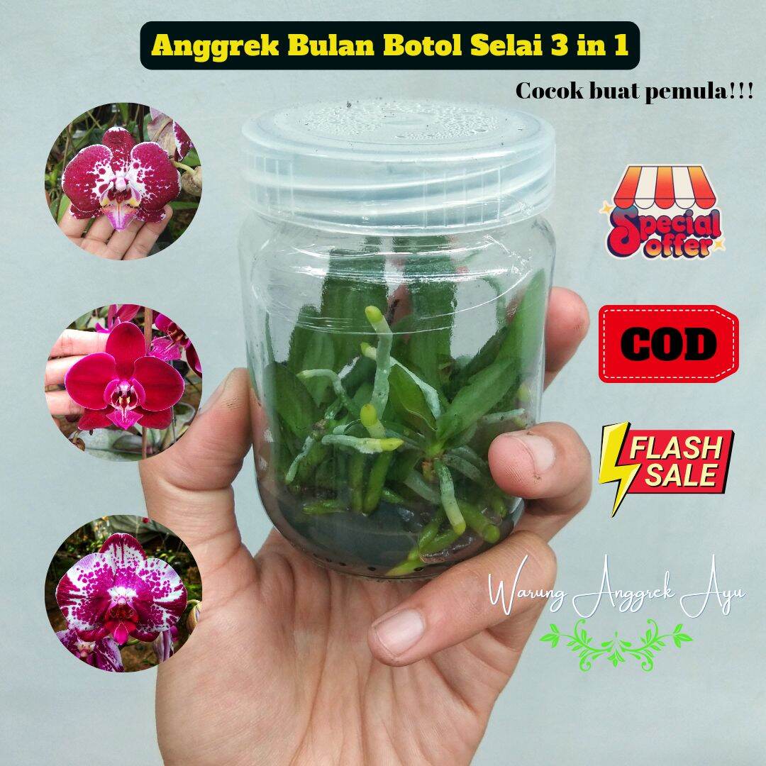 anggrek bulan botol | Lazada Indonesia