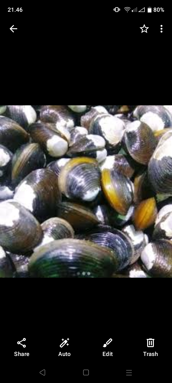 kerang remis air tawar 500 gram | Lazada Indonesia