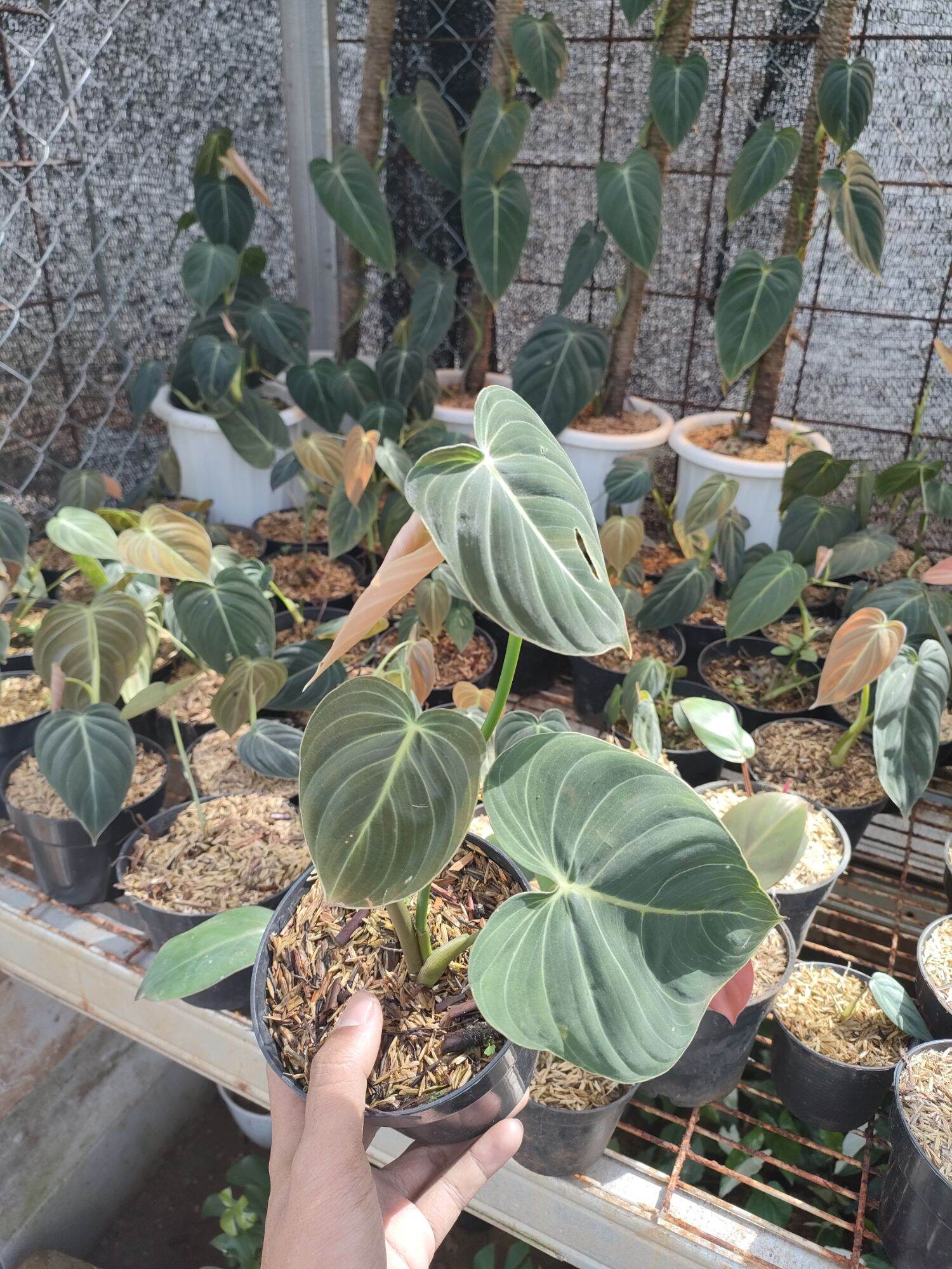 Philodendron melanochrysum - Philo melano | Lazada Indonesia