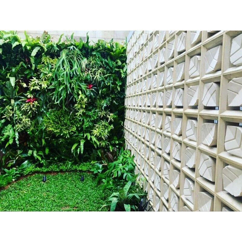 Roster beton Daun putin | Lazada Indonesia