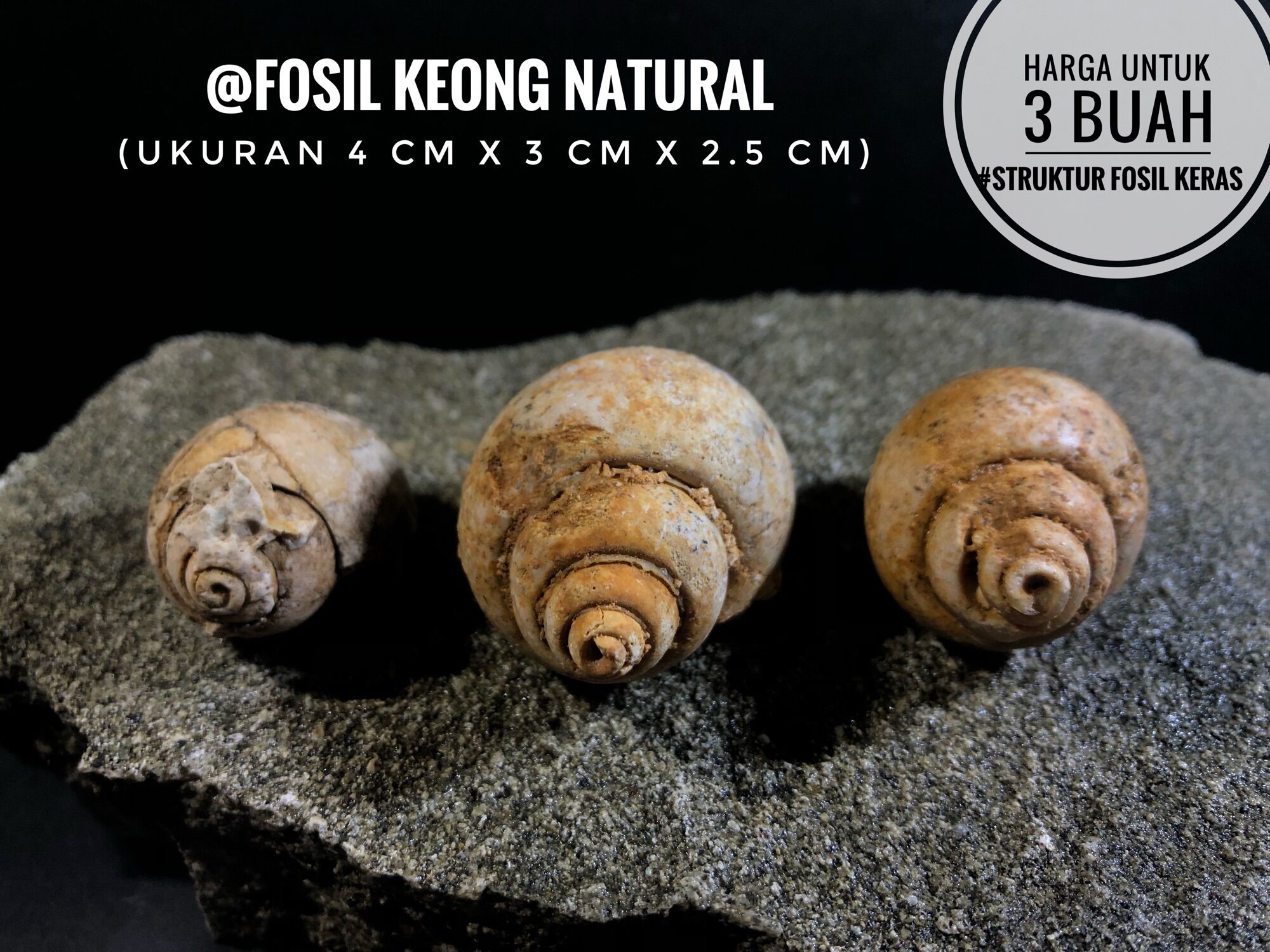 Fosil Keong Semi Kristal A38 atau Fosil Kerang atau Fosil Biota Laut ...