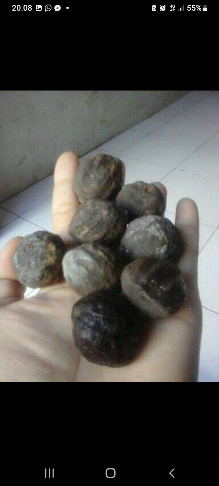 muncang adu yanti | kemiri adu mentahan murah | Lazada Indonesia
