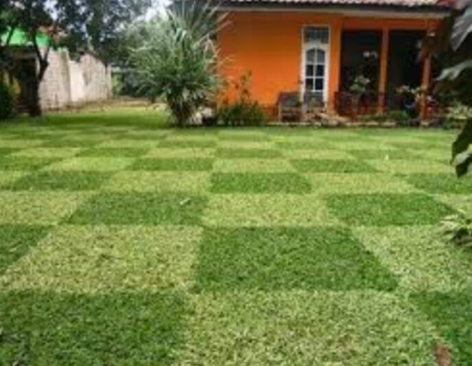 rumput gajah mini motif papan catur | Lazada Indonesia