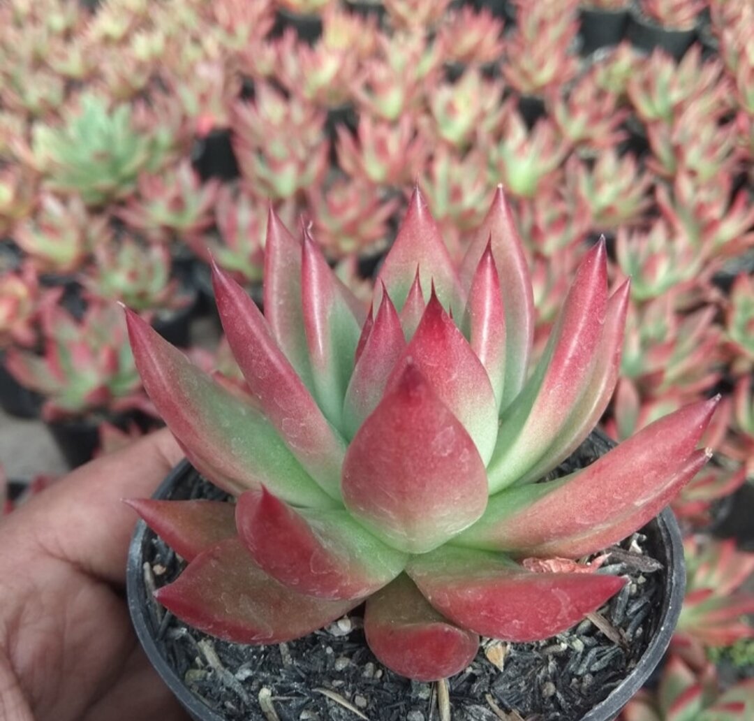 CARISSA CACTUS bunga hias hidup sekulen Agavoides lipstik Merah langka ...