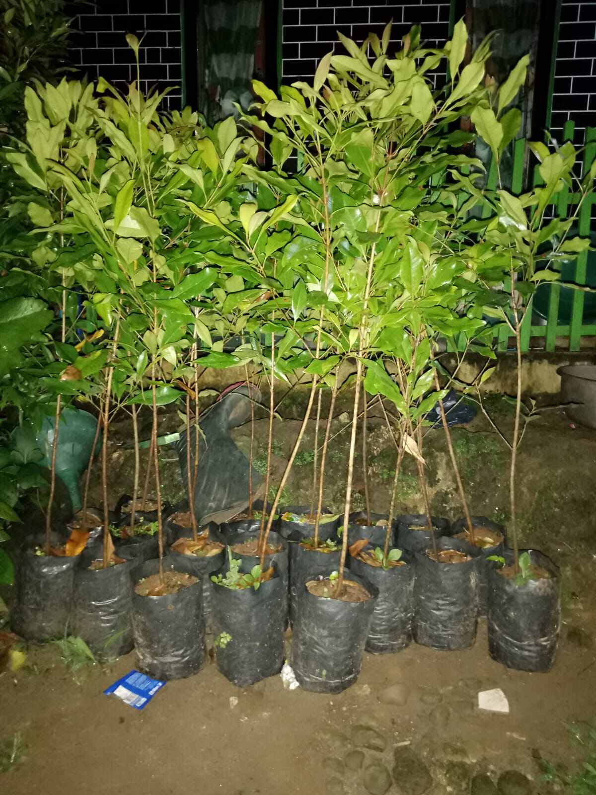 Bibit cengkeh sansibar siap tanam original kualitas pilihan tinggi 80 ...
