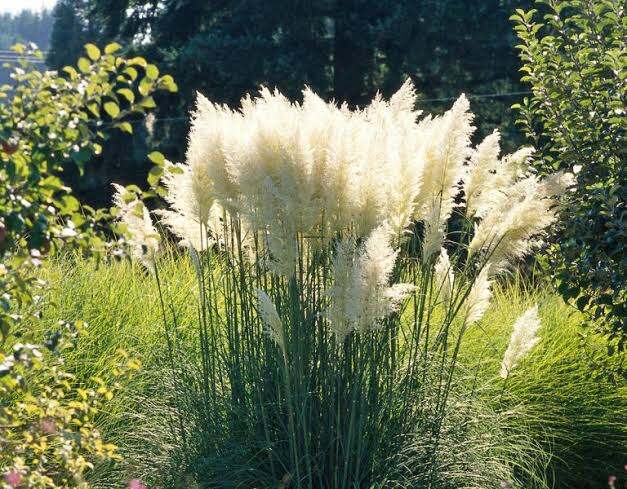 bunga Alang Alang putih salju - kemoceng | Lazada Indonesia