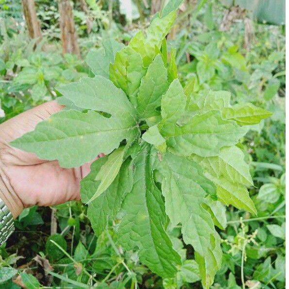 Herbal Anti Kanker Daun Pare Hutan 250 Gram Segar | Lazada Indonesia
