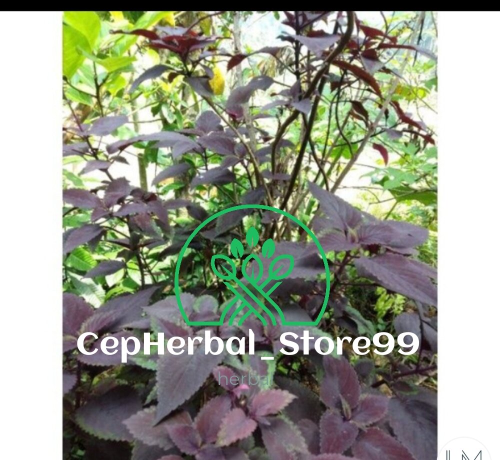 Jual daun jawer kotok daun miyana 50 lembar | Lazada Indonesia