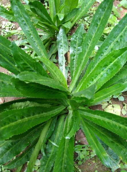 500Gram Daun Walang Sangit Segar Walang sangit Baru dipetik | Lazada ...