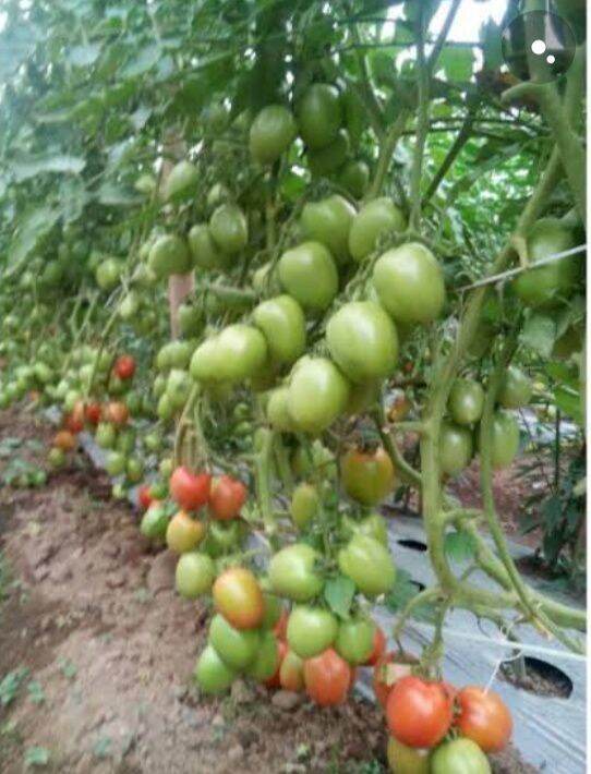 paket 5 pcs bibit tanaman tomat unggul,bumbu masakan | Lazada Indonesia