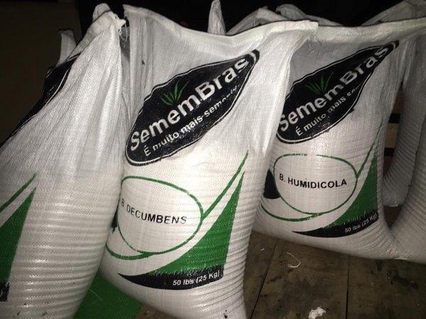 Rumput Signal (brachiaria decumbens) 25kg-benih rumput penghijauan ...