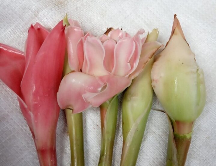 kecombrang | bunga honje (harga per kg) | Lazada Indonesia