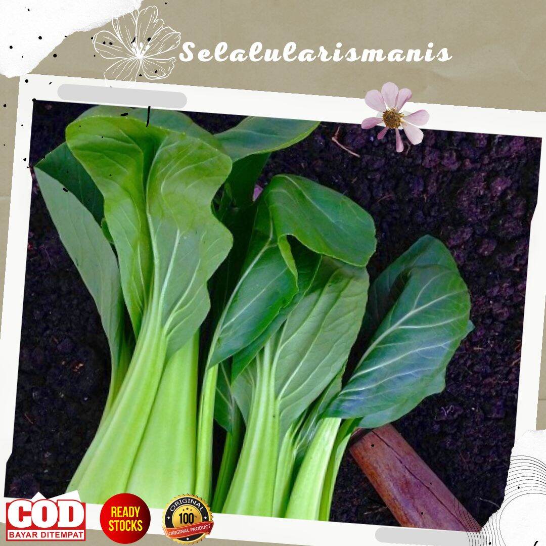 100 Biji - Benih Sawi pakcoy GREEN, pak choy / pakchoy sangat cocok ...