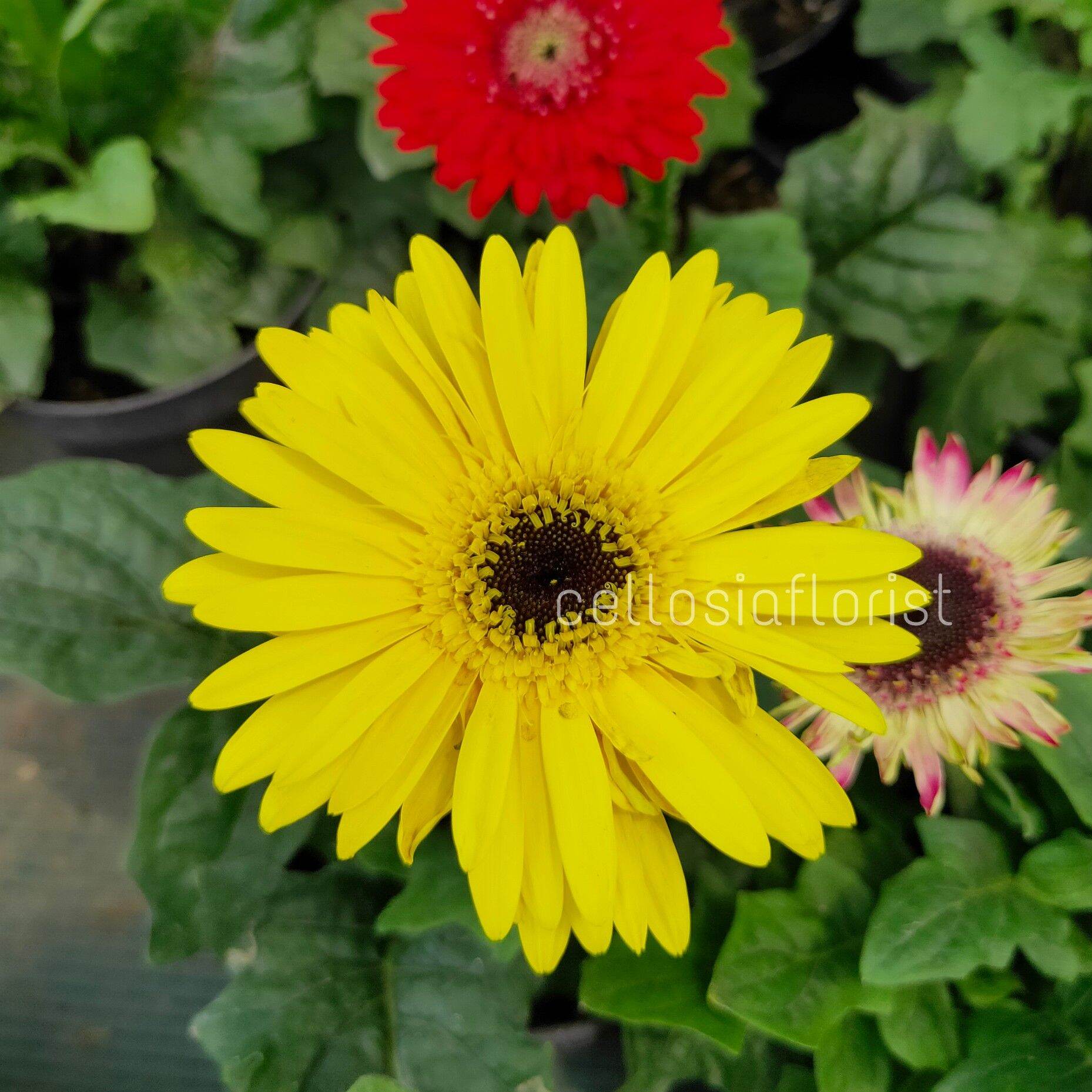 Tanaman Hias Bunga Garberas / Herbras / Elbra (Berbunga) | Lazada Indonesia