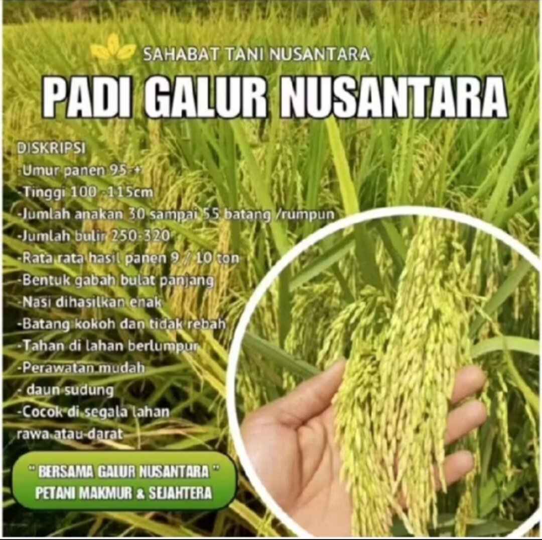 benih padi Galur Nusantara (2kg) | Lazada Indonesia
