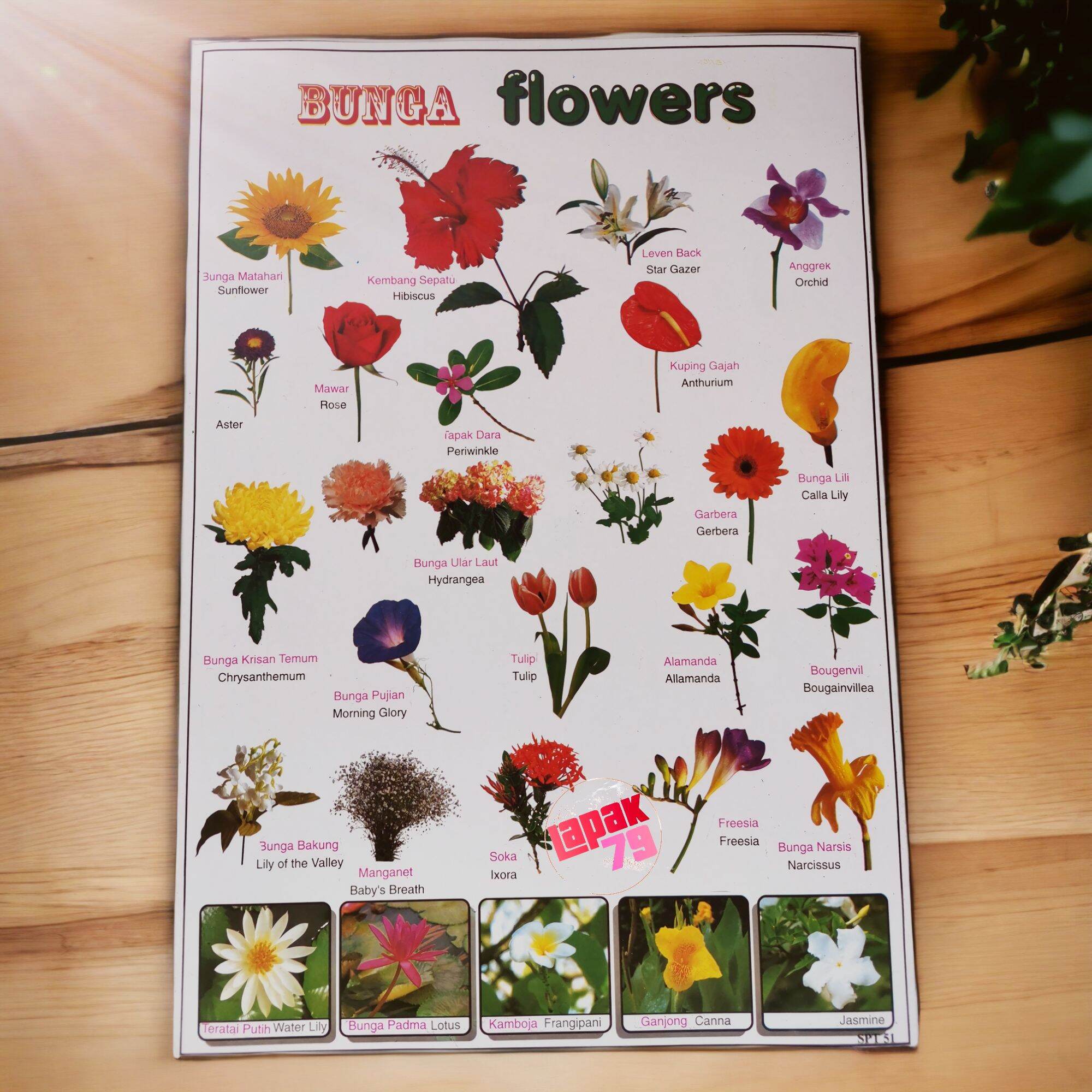 Poster Edukasi Anak Gambar Macam Jenis Bunga / Spt 51 | Lazada Indonesia