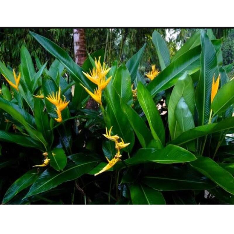 Tanaman hias heliconia golden/heliconia bunga yellow (Golden Sword ...