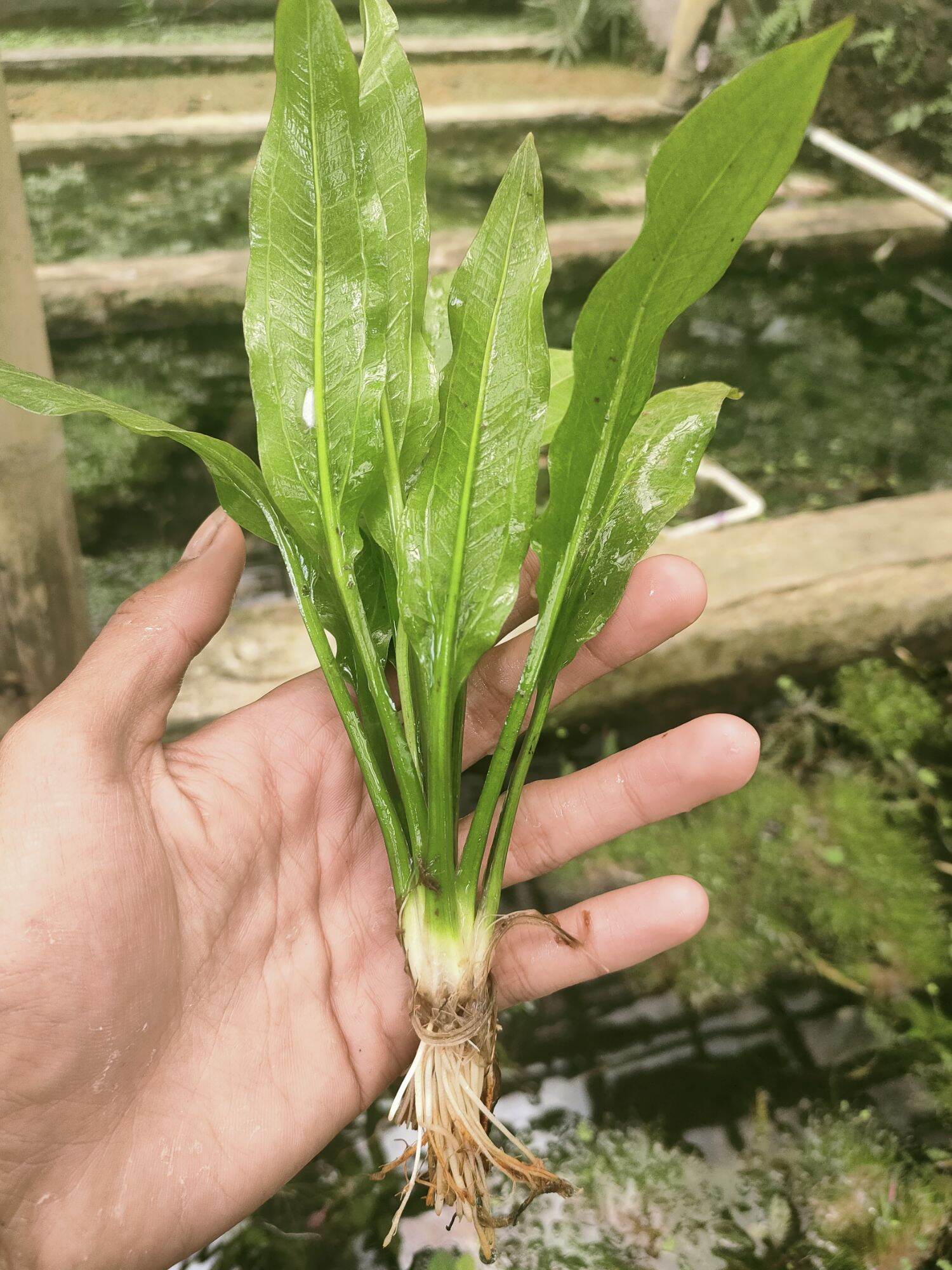 Amazon sword tanaman aquascape | Lazada Indonesia