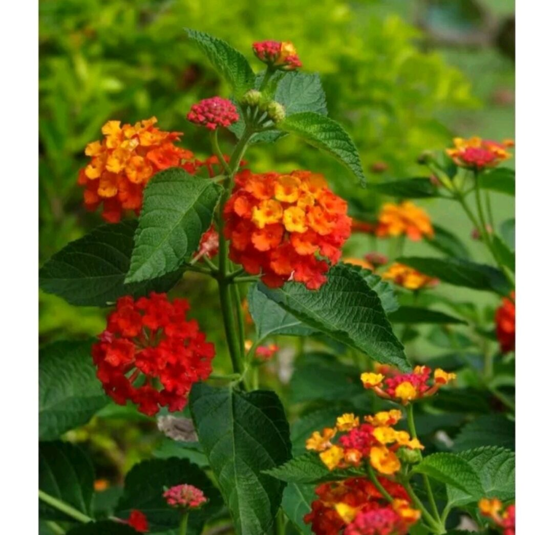 10 Bibit Stek batang Tanaman Bunga Lantana Orange / Bunga Tembelekan ... 10 Bibit Stek batang Tanaman Bunga Lantana Orange / Bunga Tembelekan ...