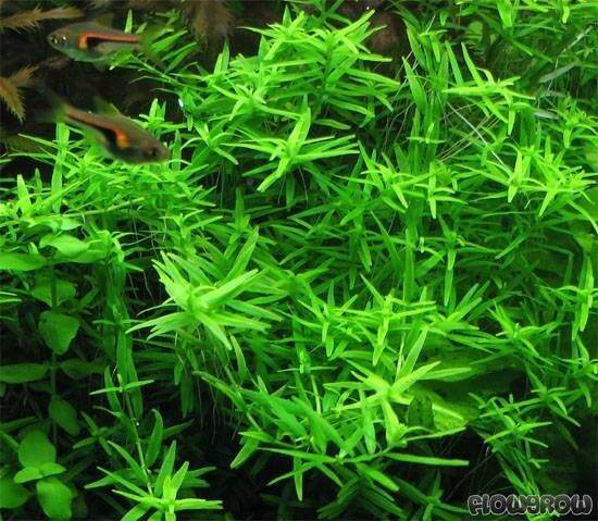 rotala sp green tanaman 20btg, tanaman aquascape, tanaman hias, tanaman ...