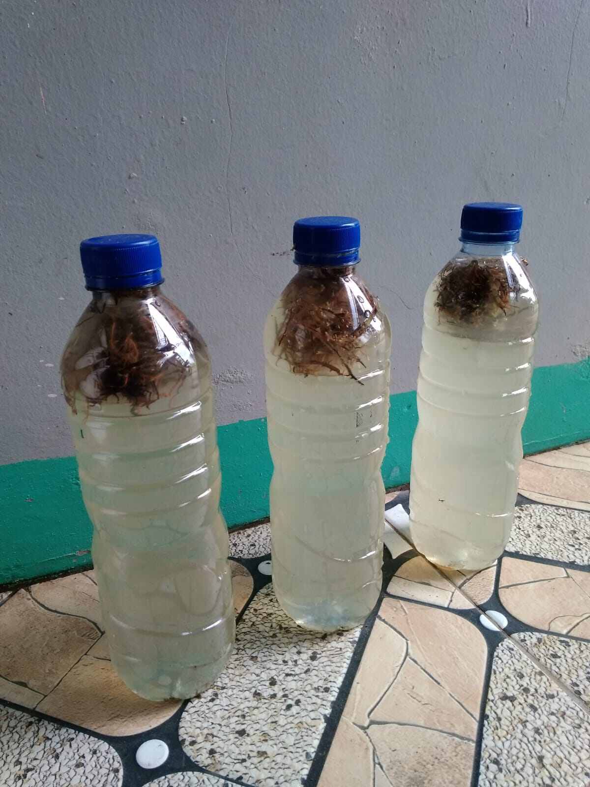 Pupuk Organik Jamur Jakaba dan bibitnya 500 ml | Lazada Indonesia