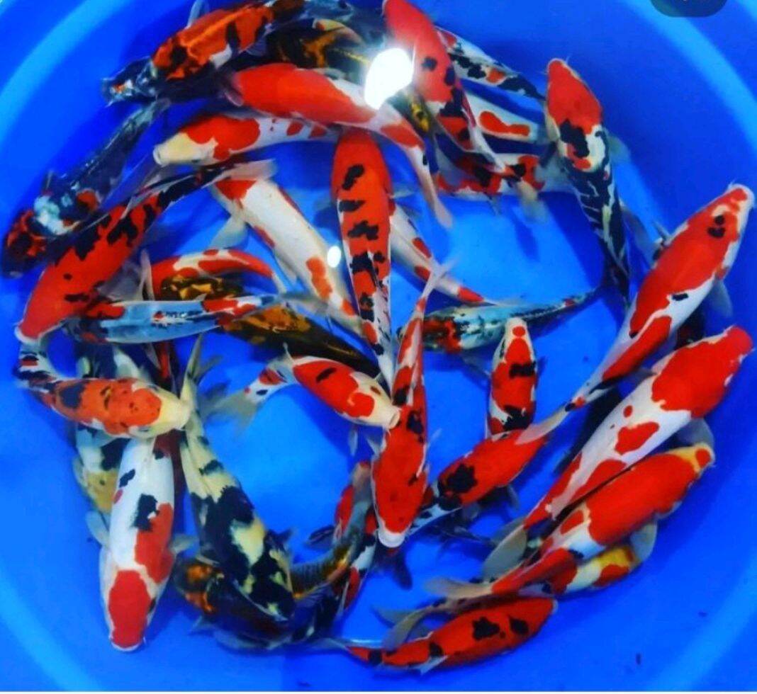 Shop online with Aji_farm now! Visit Aji_farm on Lazada.