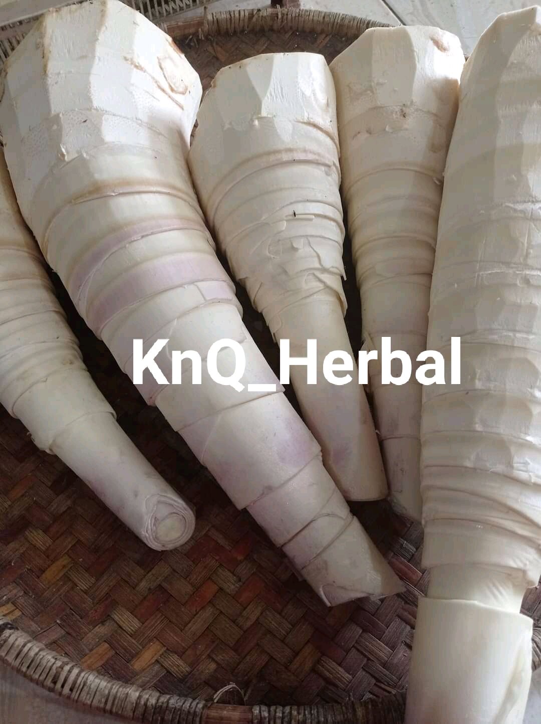 Rebung Bambu Muda Asli Segar Rebung Sayur Rebung Kupas Sayuran 1kg ...