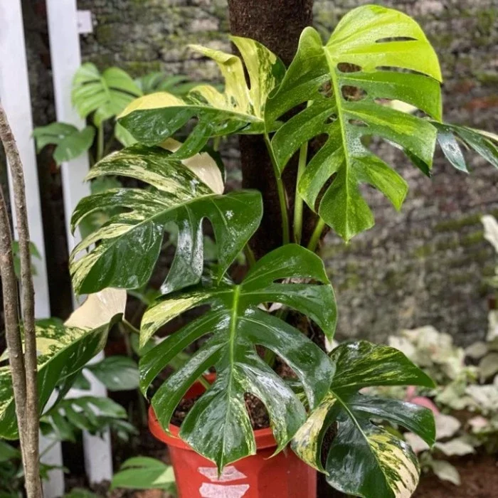 monstera marmorata variegata | Lazada Indonesia