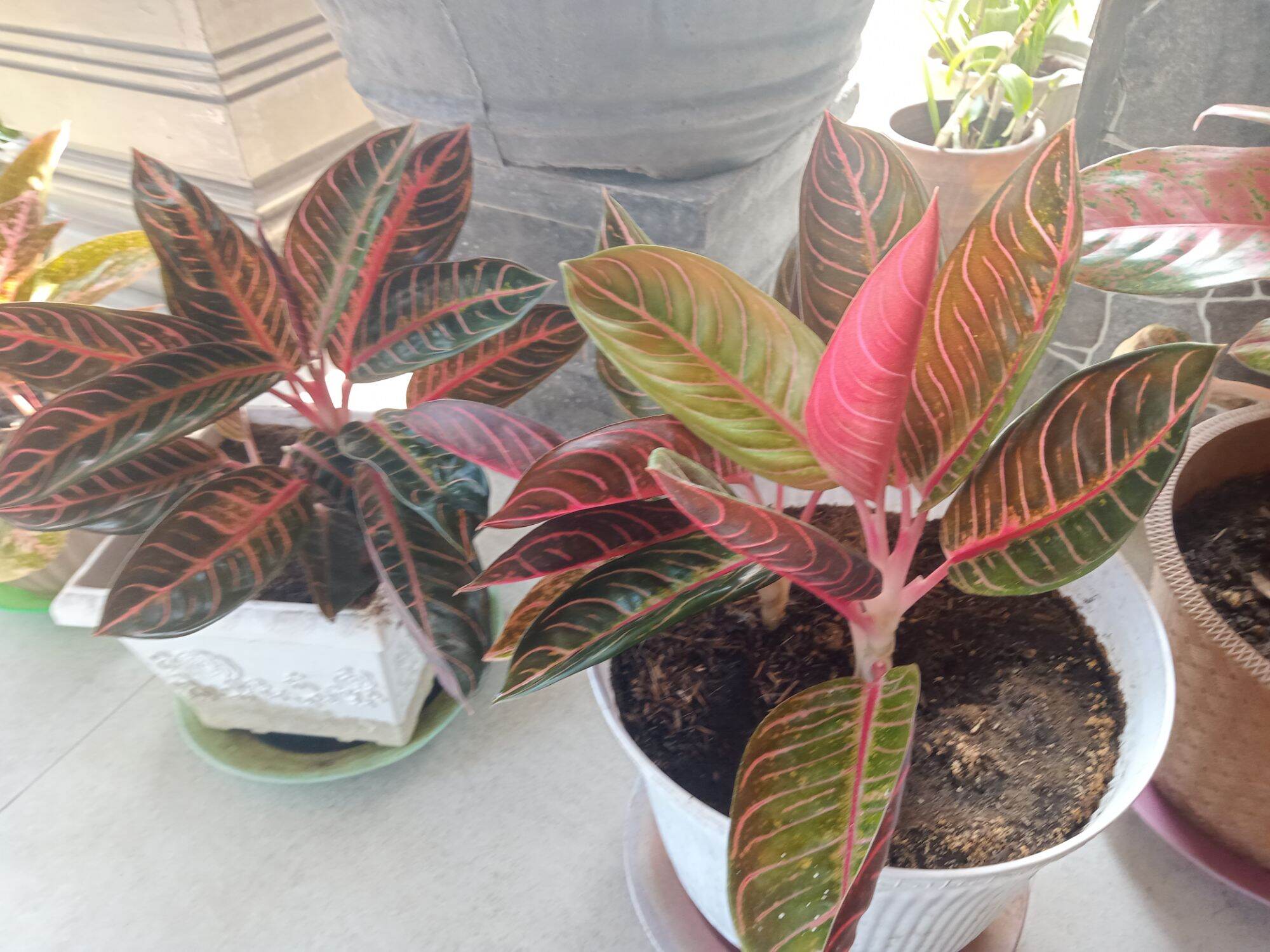 Tanaman hias Harga per/bibit Bunga anglonema red sumatra tanaman hidup ...