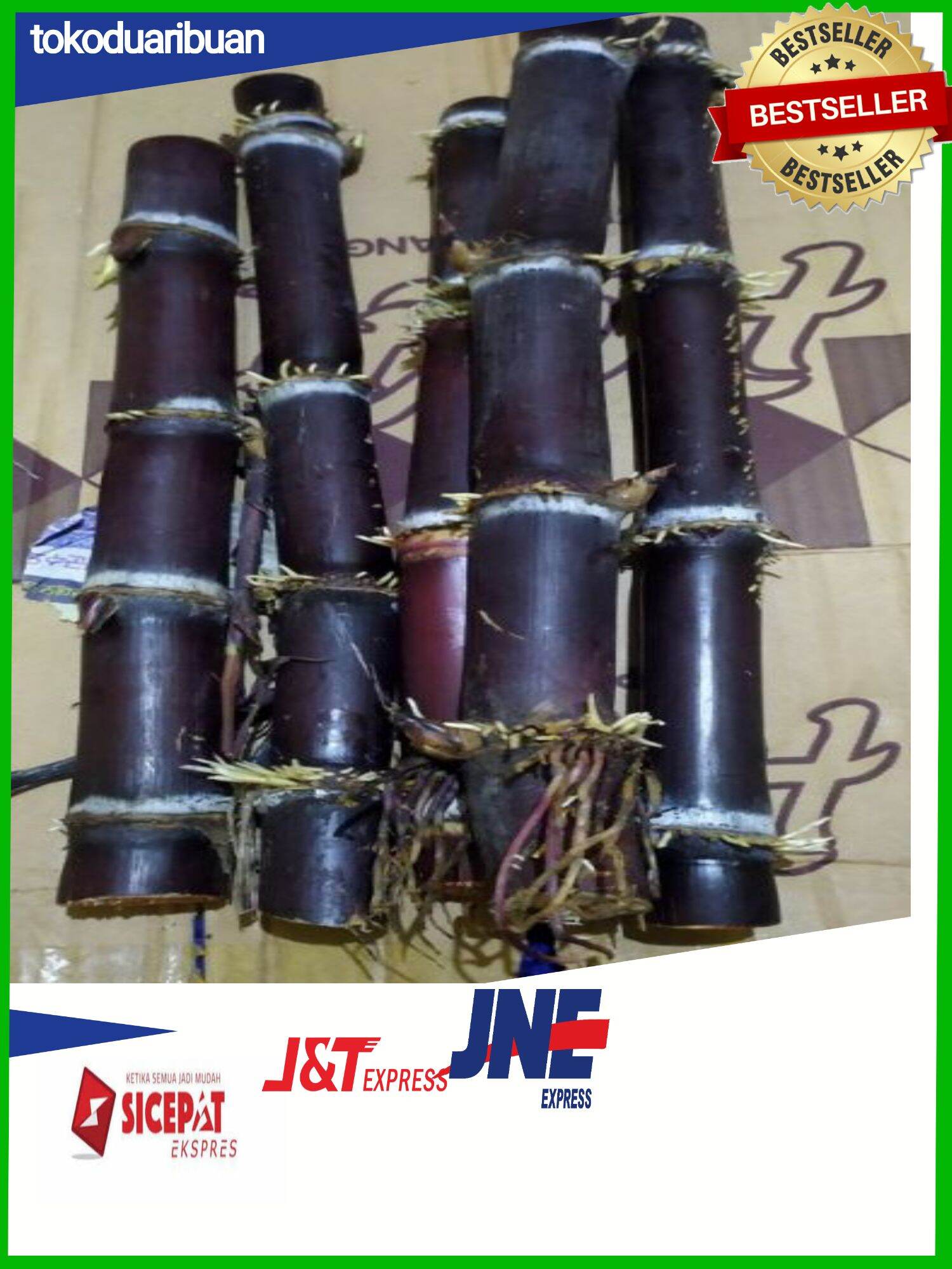 2 batang - Bibit Tanaman Pohon Tebu Hitam / Tebu Ireng Tebu Wulung ...