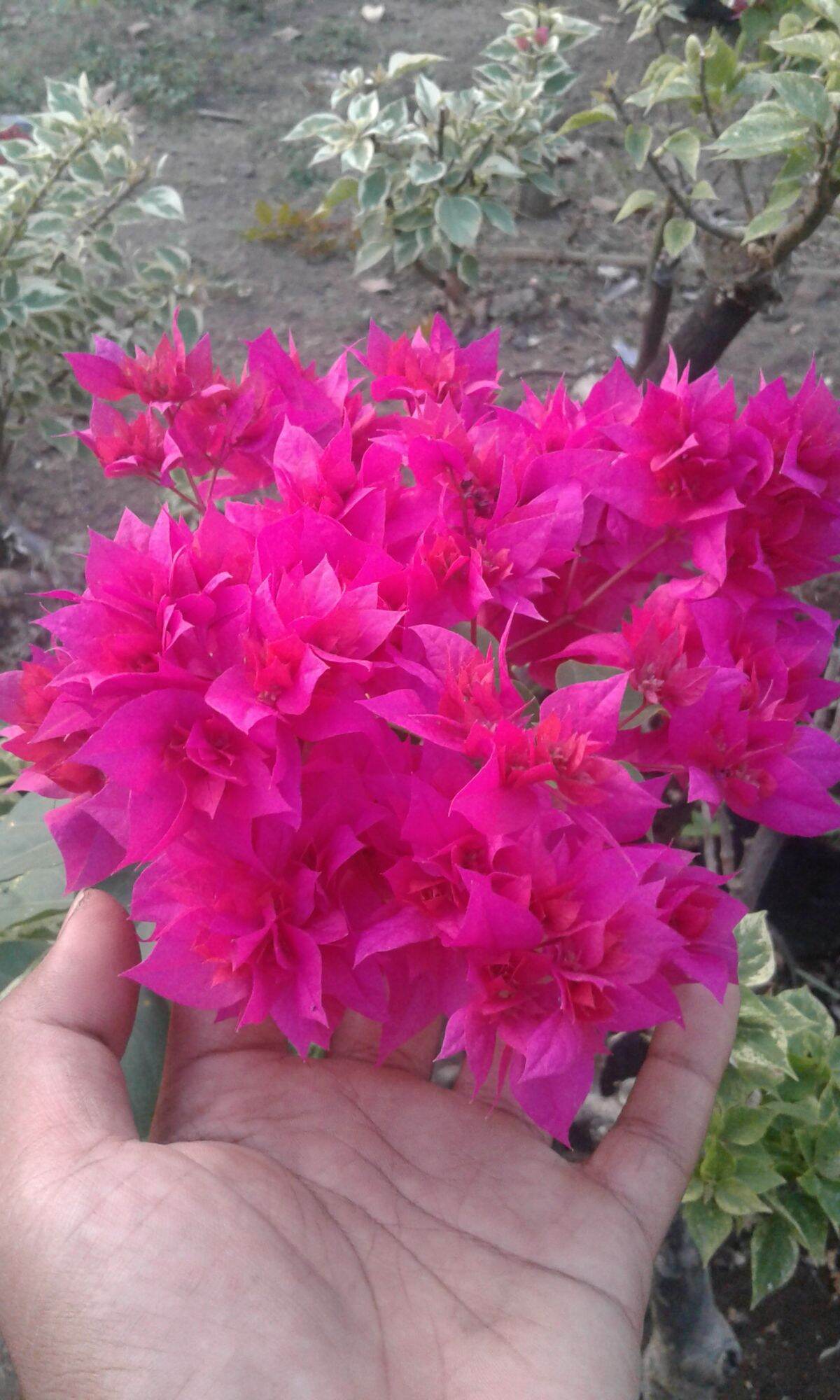 Bougenville Bunga Tumpuk/Hawai Merah Fanta | Lazada Indonesia