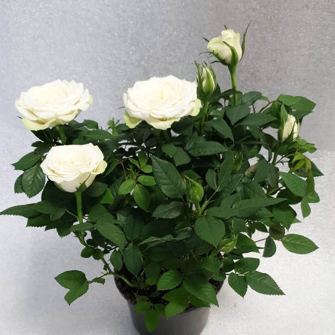 TANAMAN HIDUP BUNGA MAWAR SUPER GRADE A ( DIKIRIM DALAM KONDISI SUDAH ...