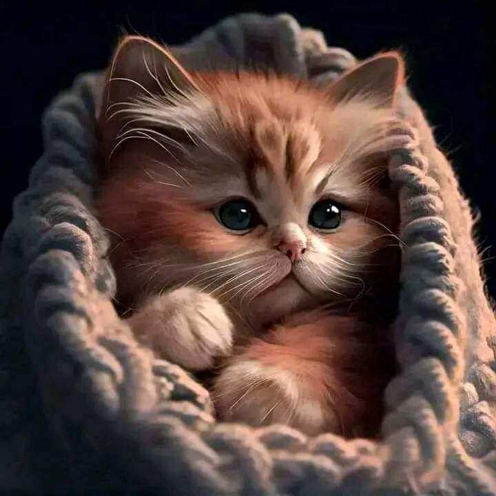 Lukisan Cetak, KUCING IMUT, Ukuran JUMBO, 100×70cm & 150×100cm/Hiasan ...