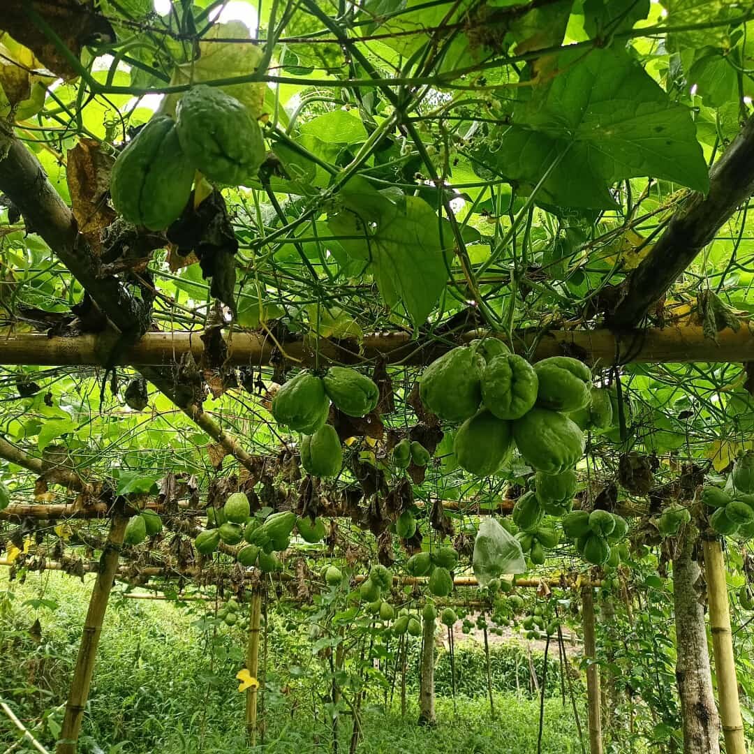 2 Bibit Labu Siam Jenis Anggur | Lazada Indonesia