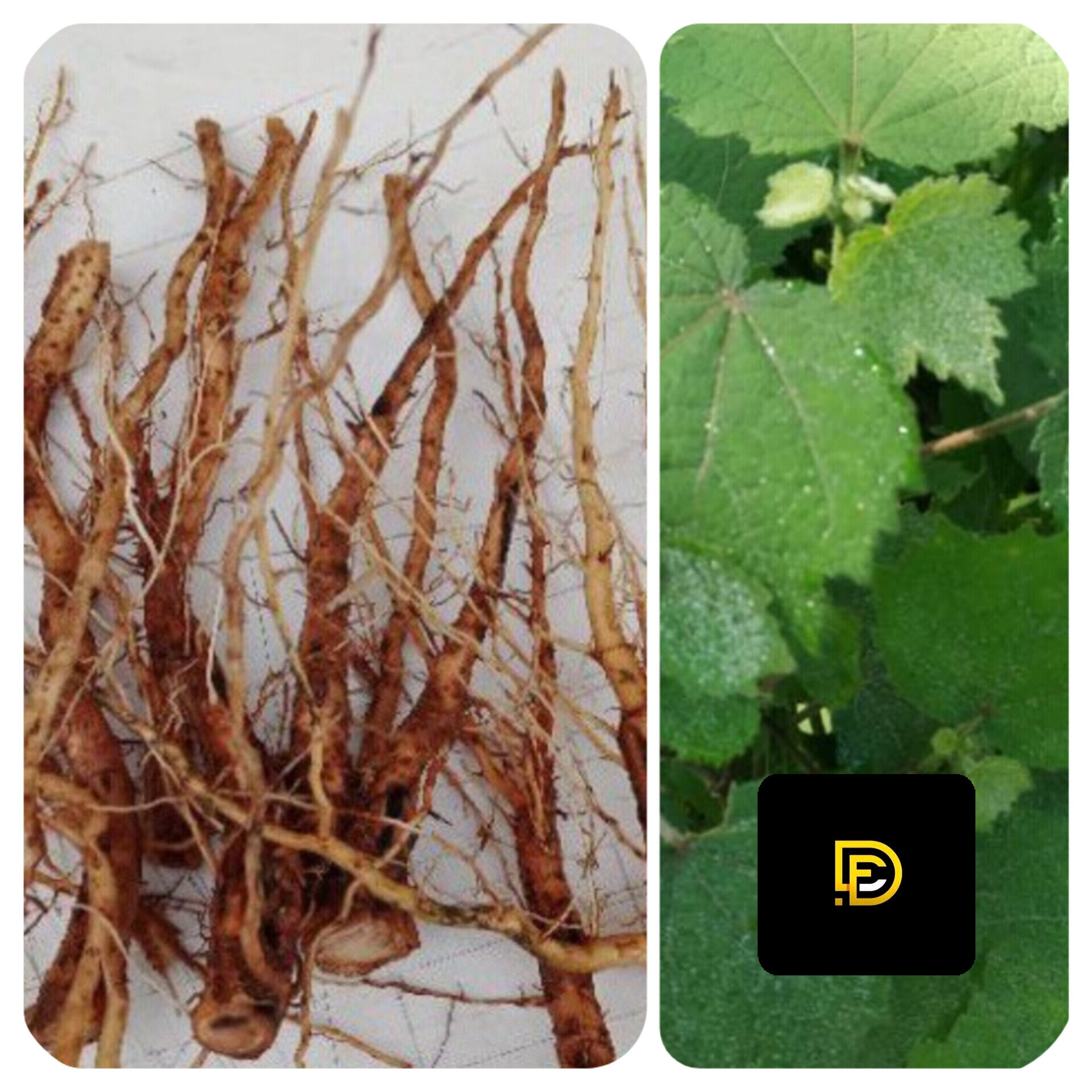 Akar pulutan segar herbal alami akar daun pulutan | Lazada Indonesia