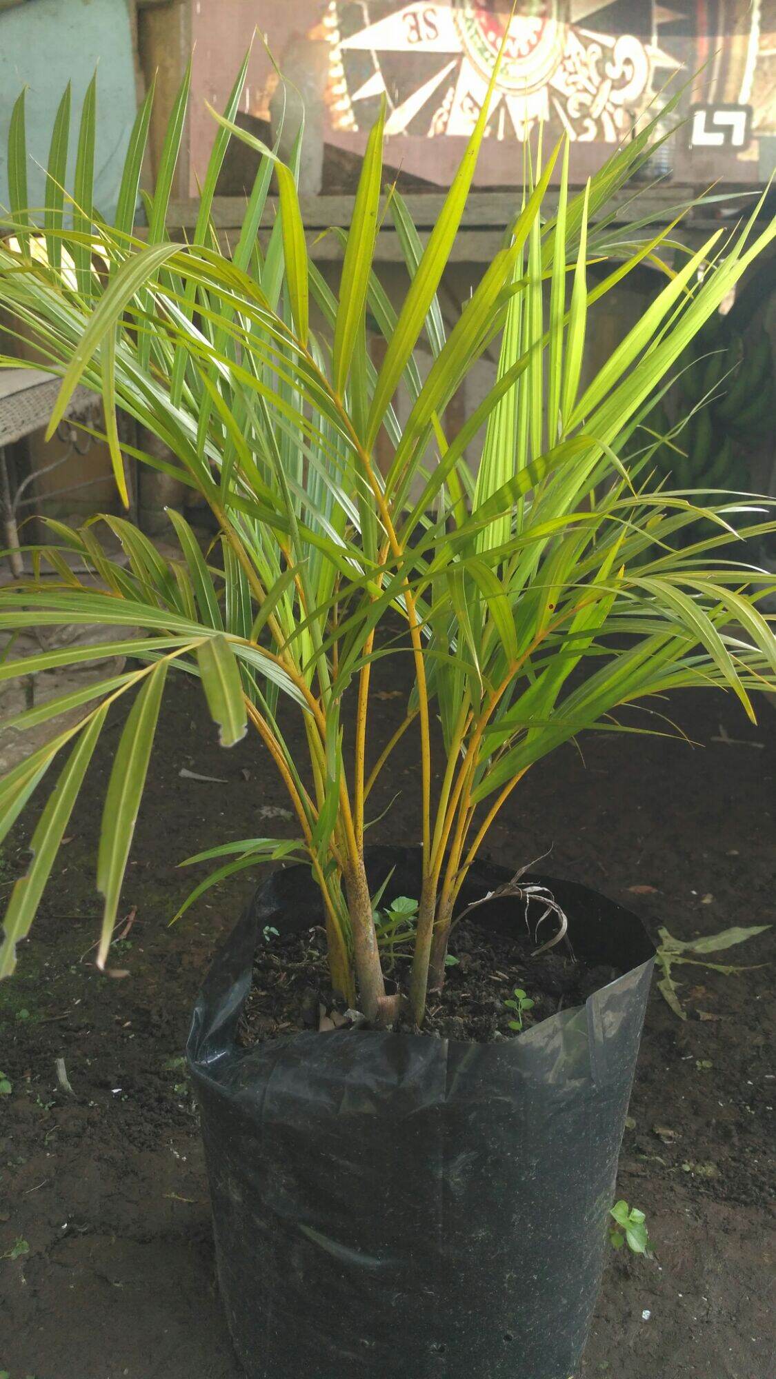 Bibit Tanaman Palem Kuning Pohon Palem Kuning | Lazada Indonesia