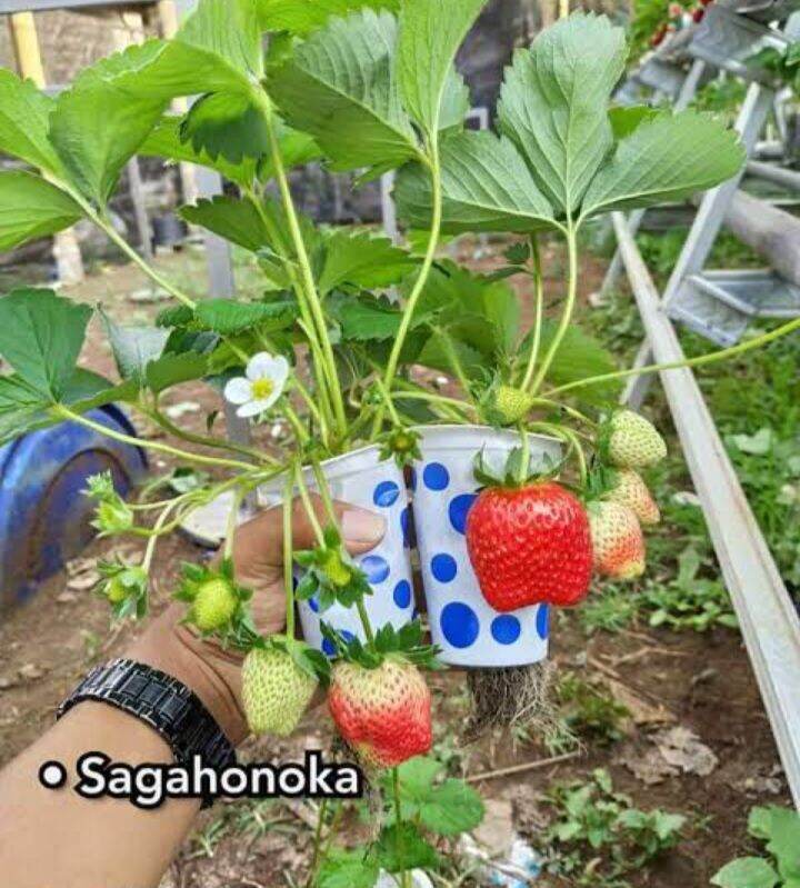 POHON STROBERI JENIS SAGAHONOKA/POHON STROBERI HIDUP | Lazada Indonesia