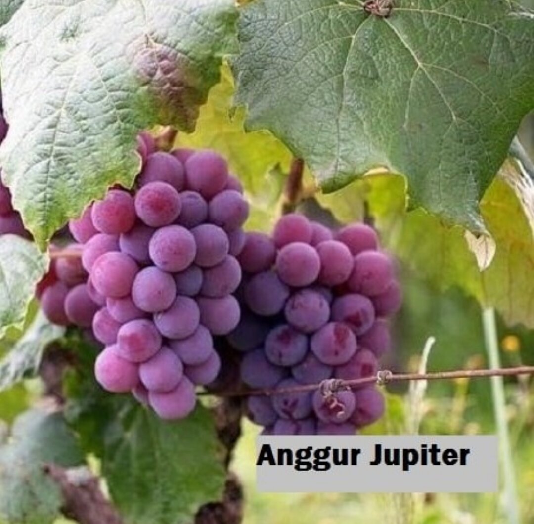 Pohon Anggur Jupiter Import Original Tanaman Anggur Manis | Lazada ...
