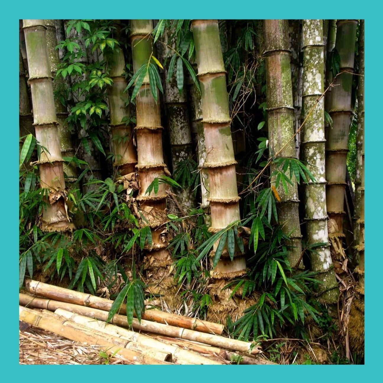 Bibit Benih Bambu Petung Jumbo / Bambu Rebung Konsumsi Siap Tanam ...