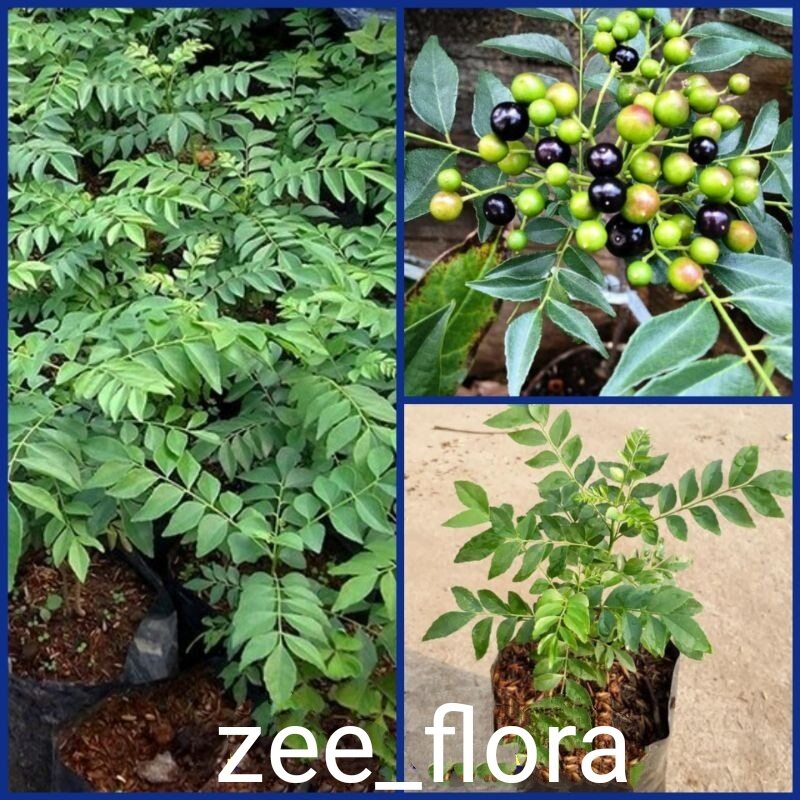 Pohon salam koja | Pohon kari | Lazada Indonesia