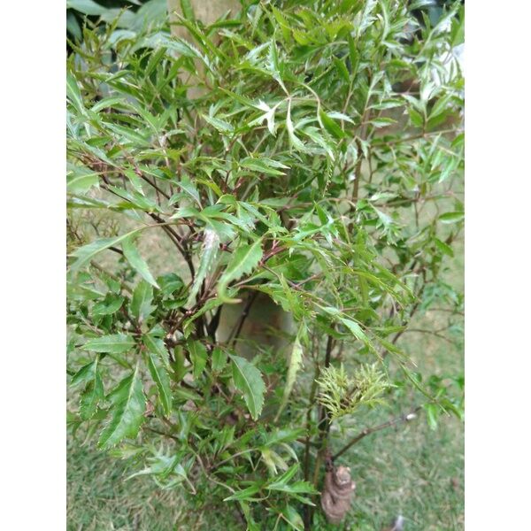 setek pohon dun berlangkas herbal5biji /daun lalap imba segar | Lazada ...