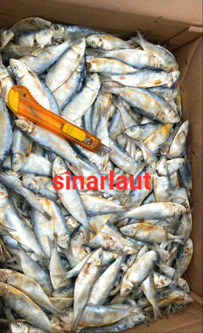 ikan asin tembang/tanjan 500grm/1kg | Lazada Indonesia