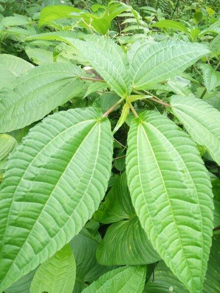 Daun Pohpohan Segar Buat Lalapan Per 500gram | Lazada Indonesia
