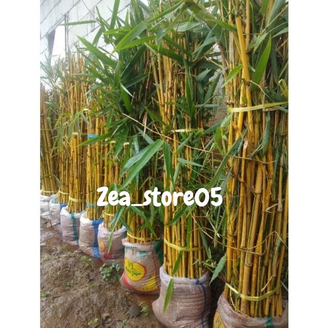bibit bambu kuning siap tanam, cocok buat pagar rumah atau taman ukuran ...