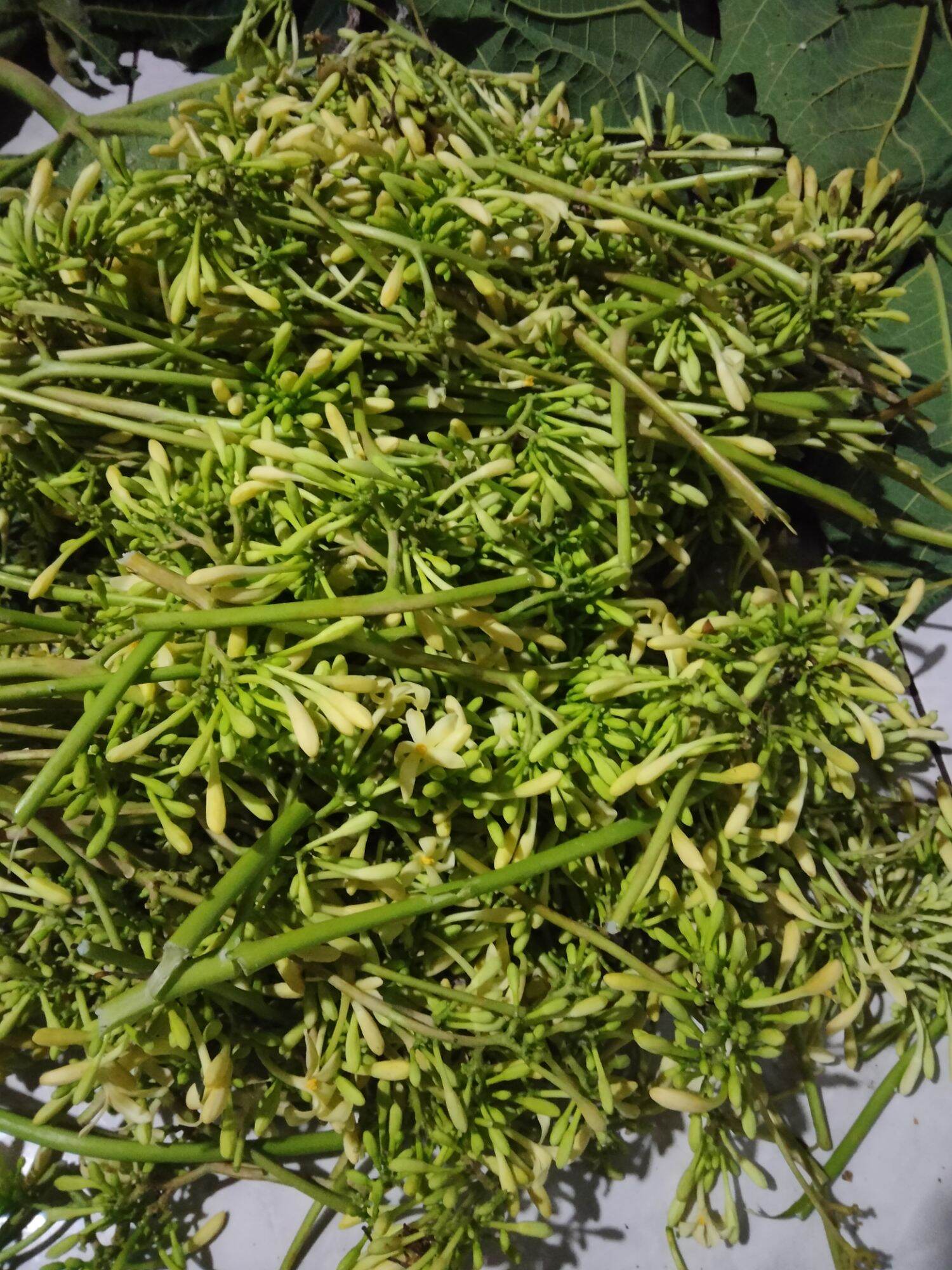 Bunga pepaya gantung beribu manfaat harga 1 kg | Lazada Indonesia