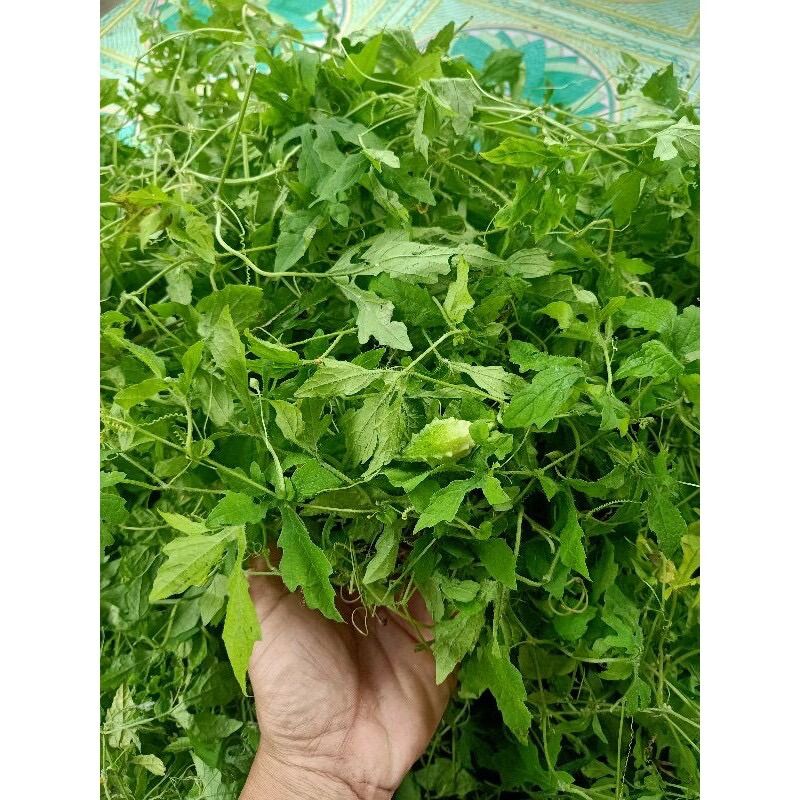 Daun pare hutan fress 500grm | Lazada Indonesia