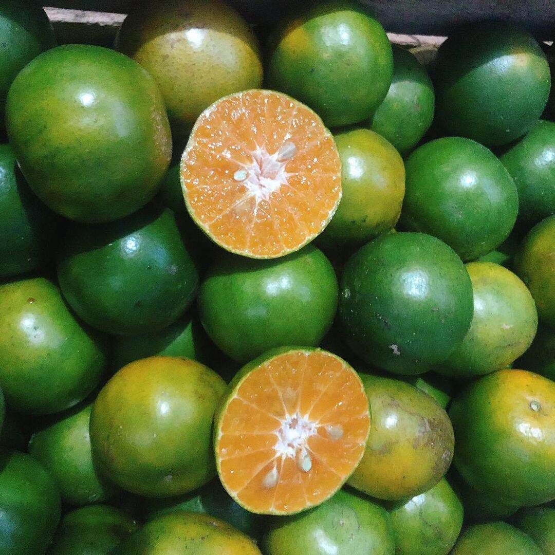 jeruk peras Segar | Lazada Indonesia