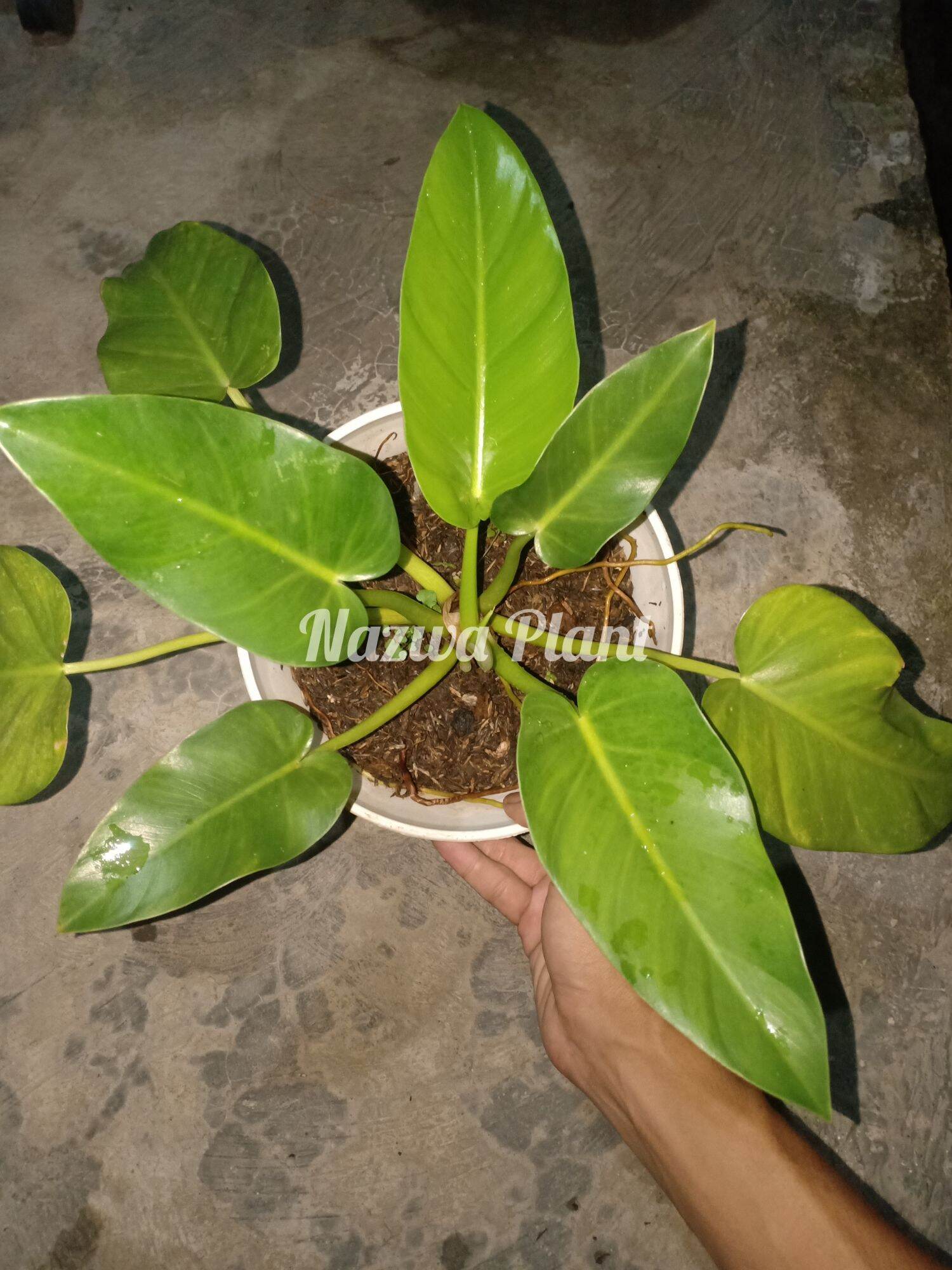 PHILODENDRON MARBLE - TANAMAN HIAS PHILODENDRON MARBLE MURAH | Lazada ...