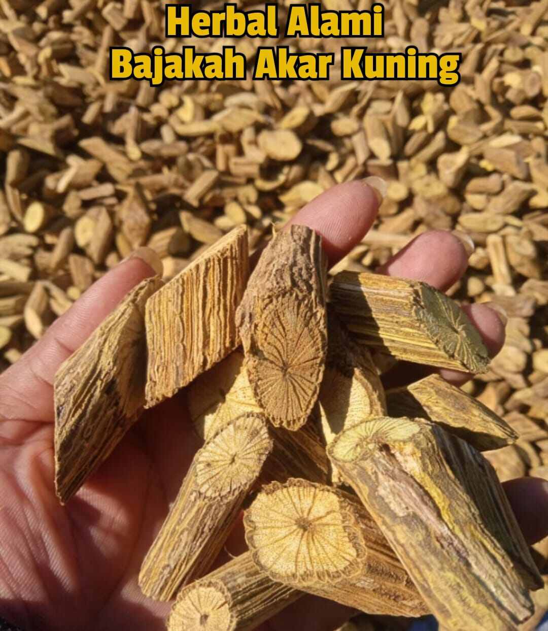 Bajakah Akar Kuning 1kg Tanpa Kemasan Asli Kalimantan | Lazada Indonesia